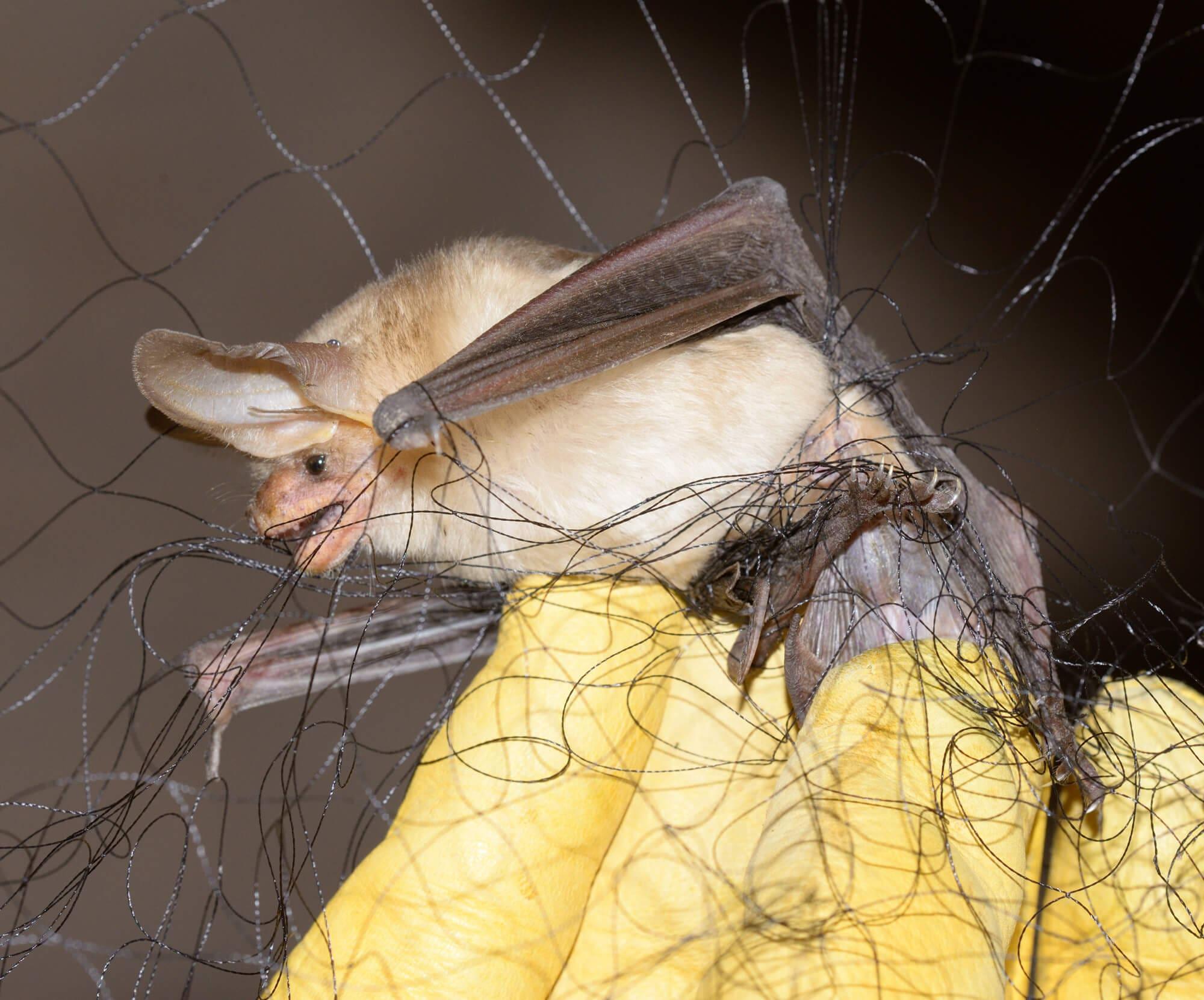 Western Bat Species & Acoustic Lures: Tina Greenawalt | WNPA