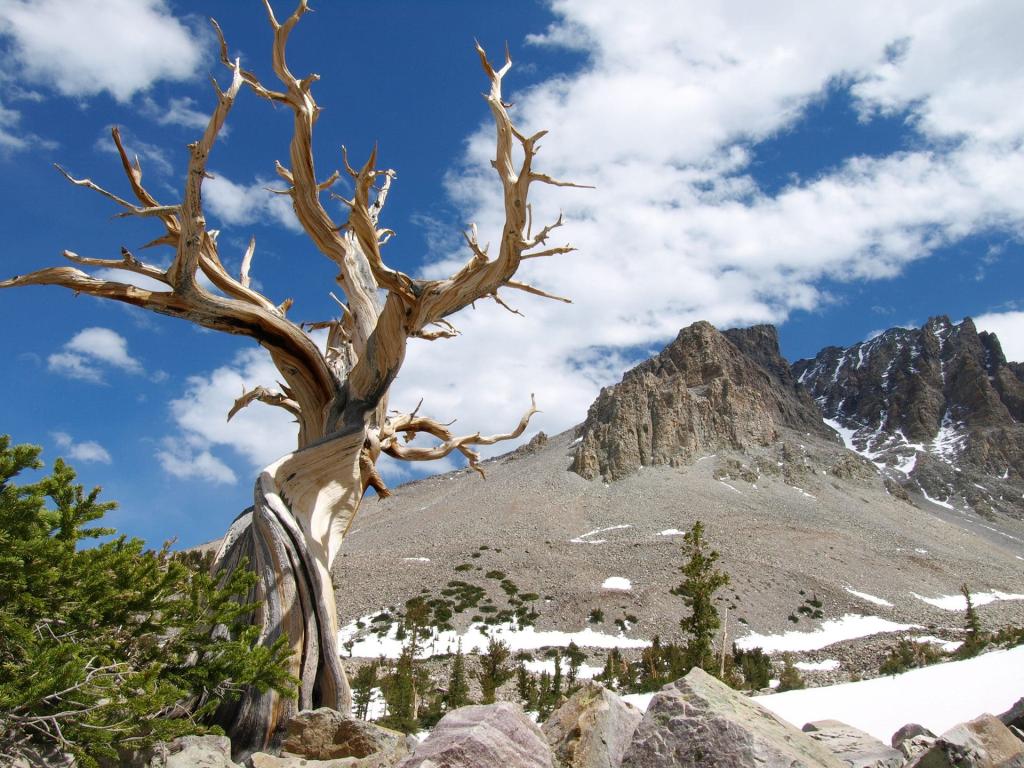 Great Basin National Park | Baker, Nevada Vacation