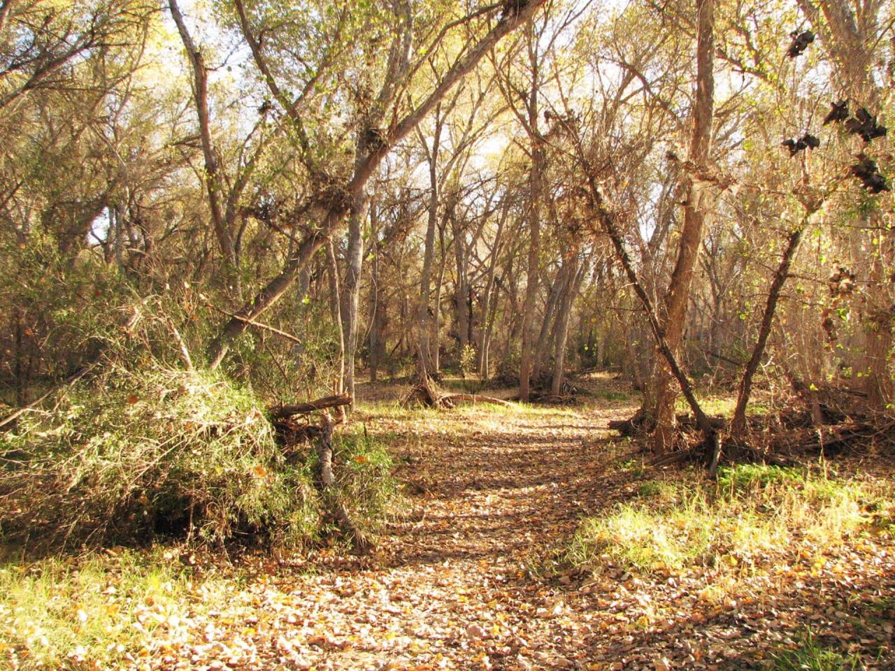 Juan Bautista de Anza National Historic Trail | San Juan Bautista ...