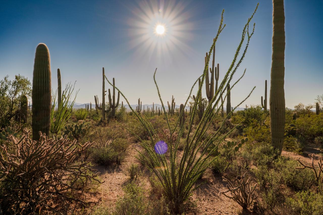 10 days in Southern Arizona’s National Parks & Monuments | Western ...