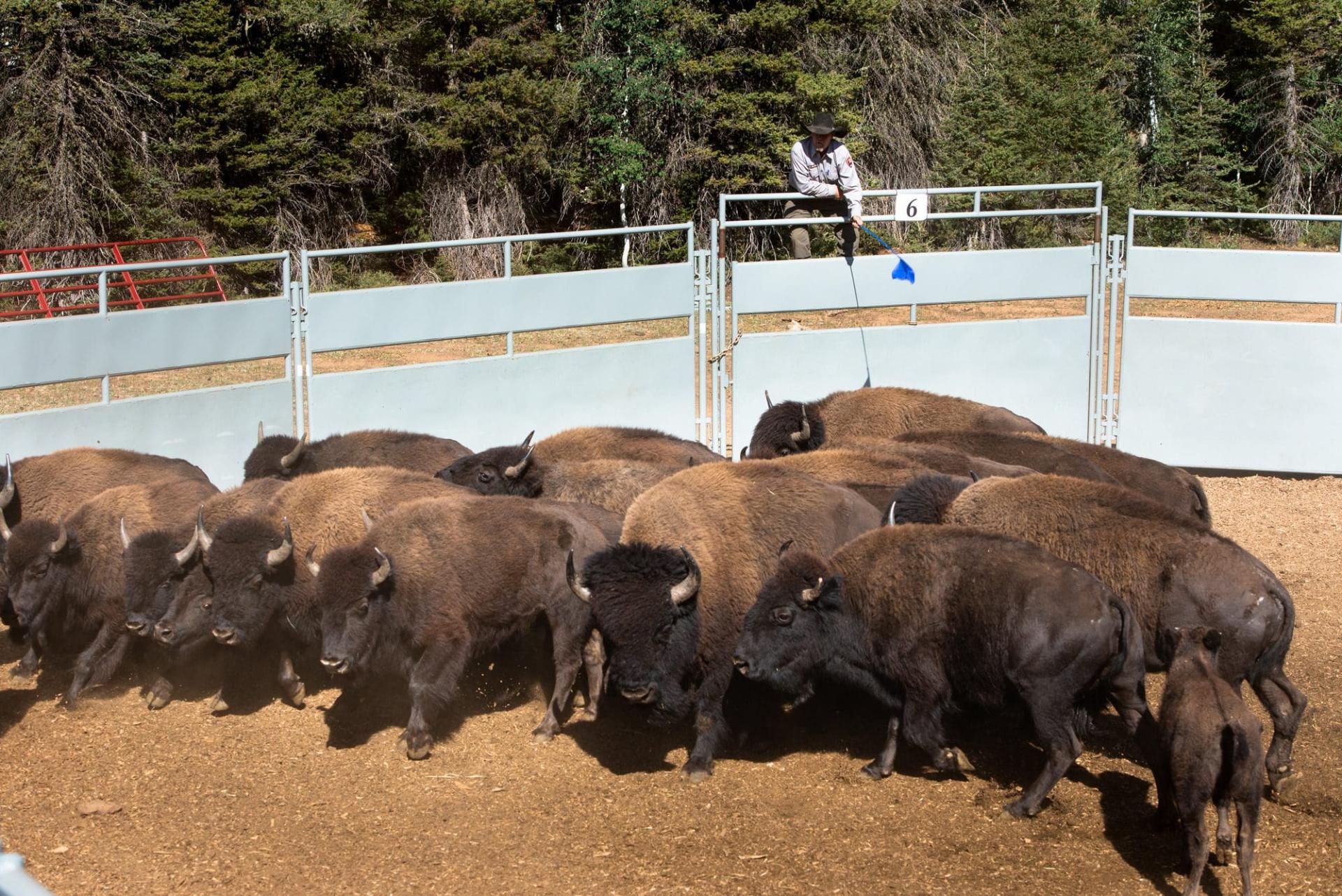 The InterTribal Buffalo Council Helps Tribes Welcome Bison Home ...
