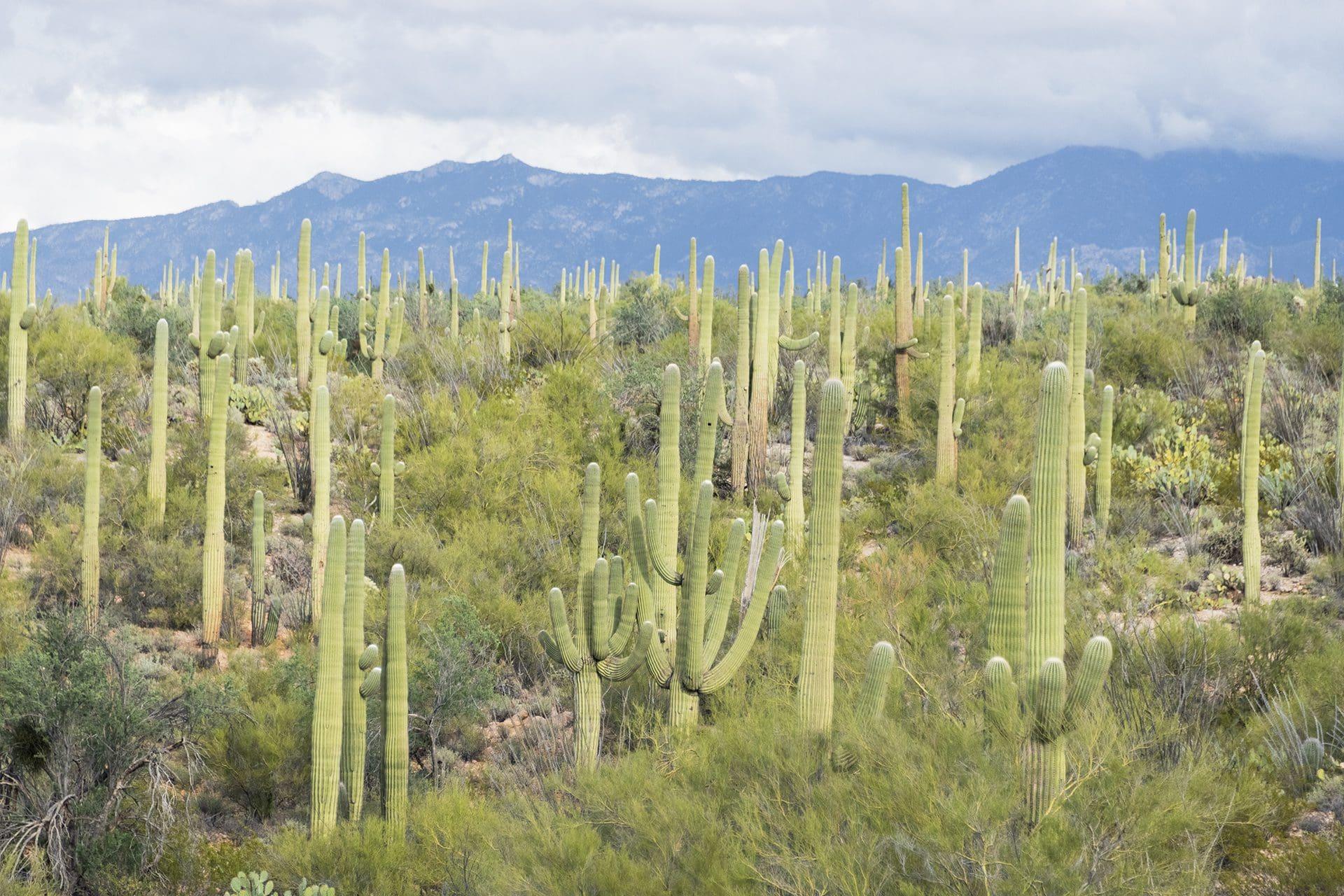 Saguaro National Park | Tucson, Arizona Vacation