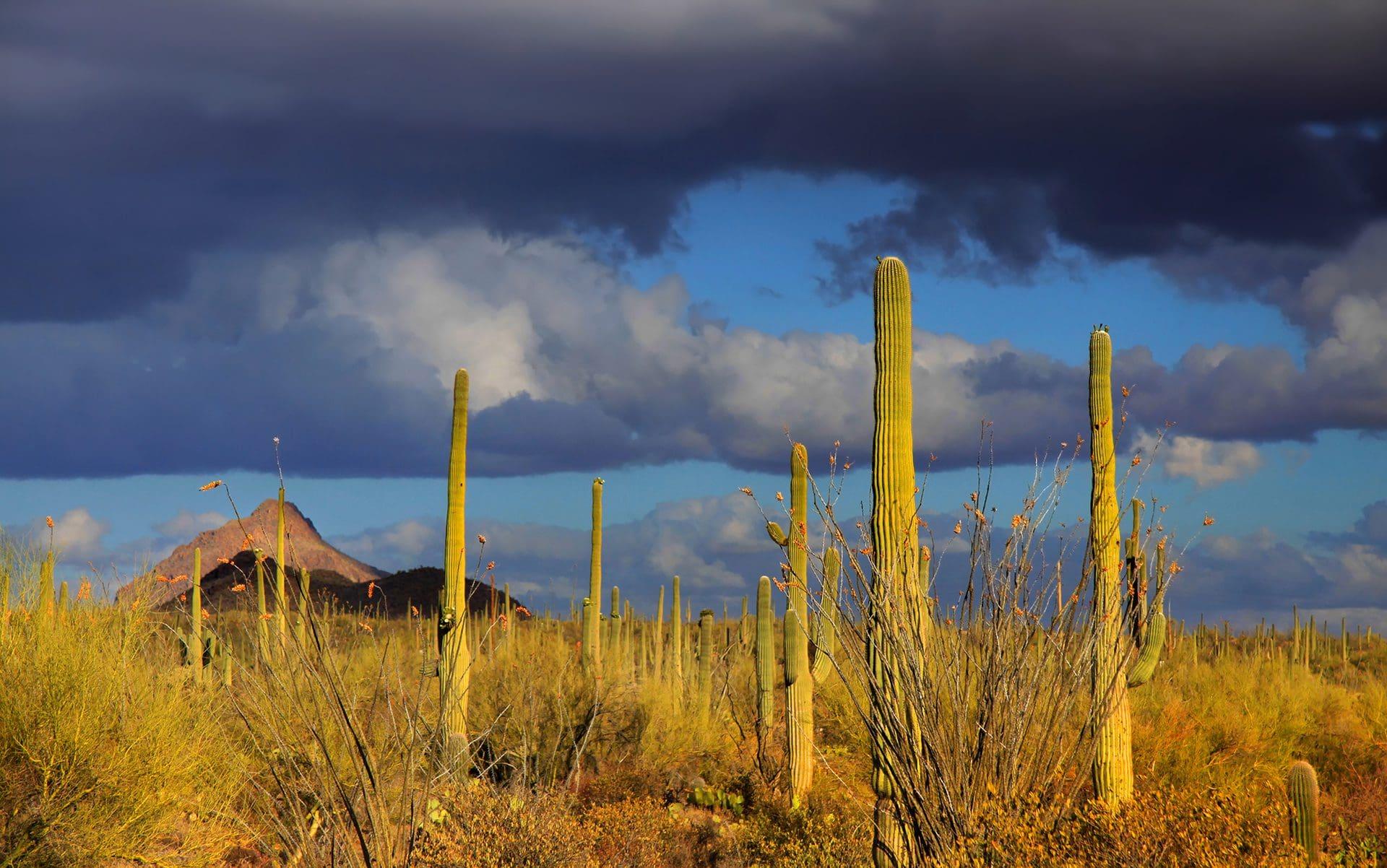 Saguaro National Park | Tucson, Arizona Vacation