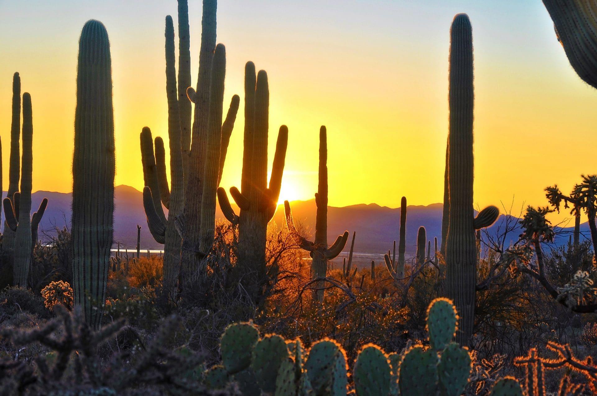 Saguaro National Park | Tucson, Arizona Vacation