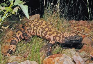 Become a Park Protector® or renew | Western National Parks | Join Park ...